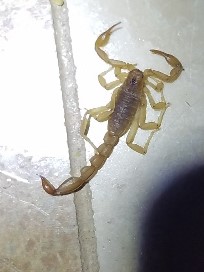 scorpion in house – Susan Trombley SFR Author